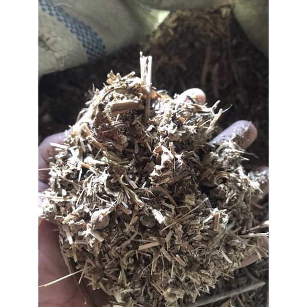 Jual Daduk Kangkung/Rendeng Kangkung untuk Pakan ternak sapi/ kambing ...