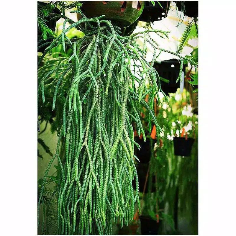 Jual Tanaman hias kumpai ekor ular ekor tikus | Shopee Indonesia