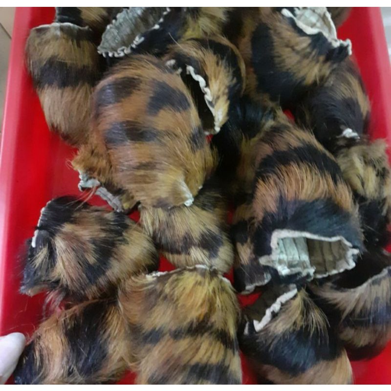 Jual kantong macan loreng | Shopee Indonesia