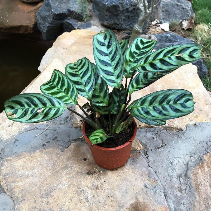 Jual calathea sepat hias (tanaman hidup bunga hidup cantik cantik murah ...