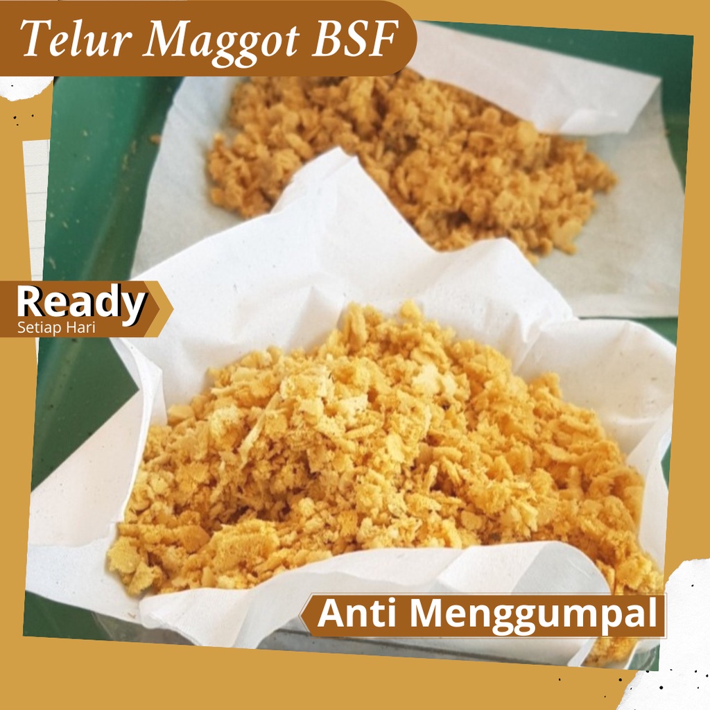 Jual Telur Bsf Maggot Magot Lalat Bsf Super 1 Gram | Shopee Indonesia