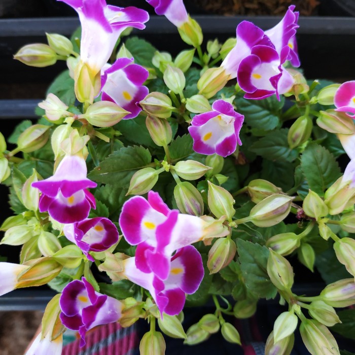 Jual Bunga Teronia Edible Flower Edible Flower isi 30 pcs Bunga Edible ...