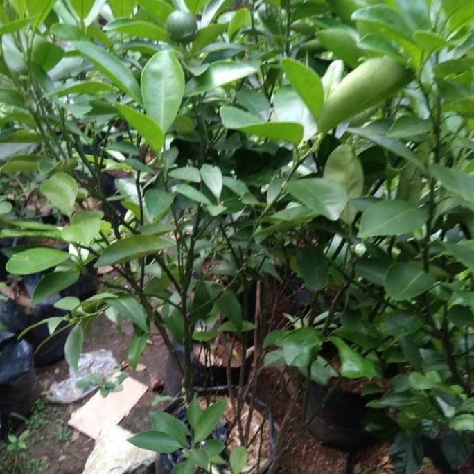 Jual PRODUCT BIBIT BUAH JERUK CUI ATAU KIP SUDAH BERBUAH TERLARIS ...