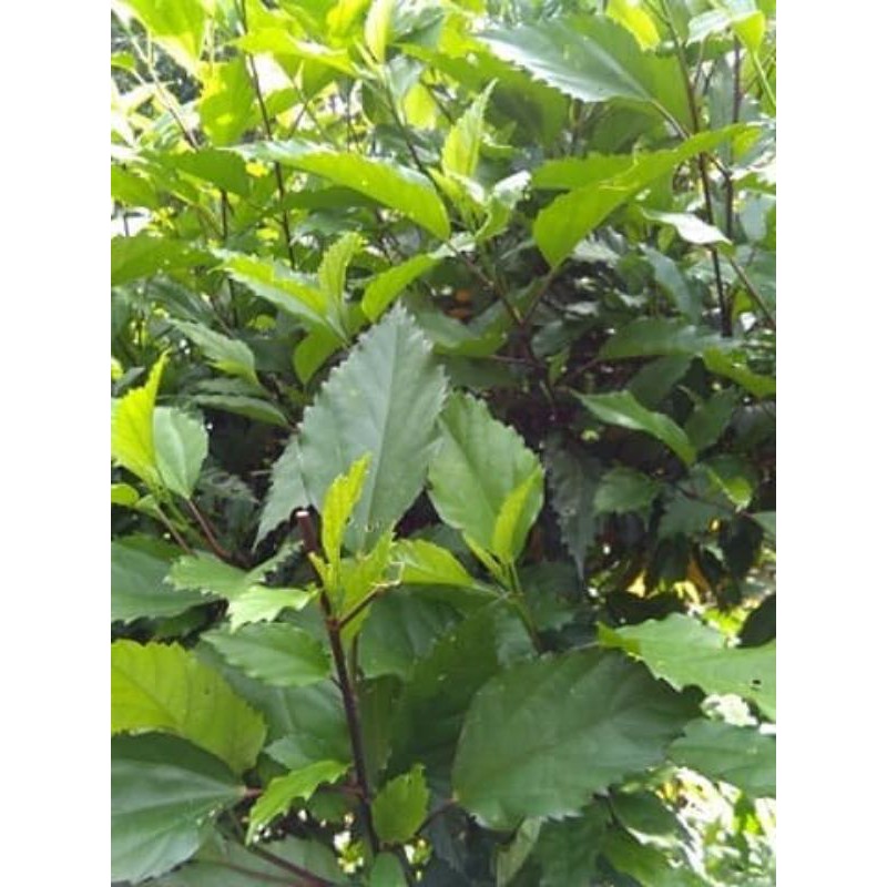 Jual daun bunga sepatu segar 1kg | Shopee Indonesia