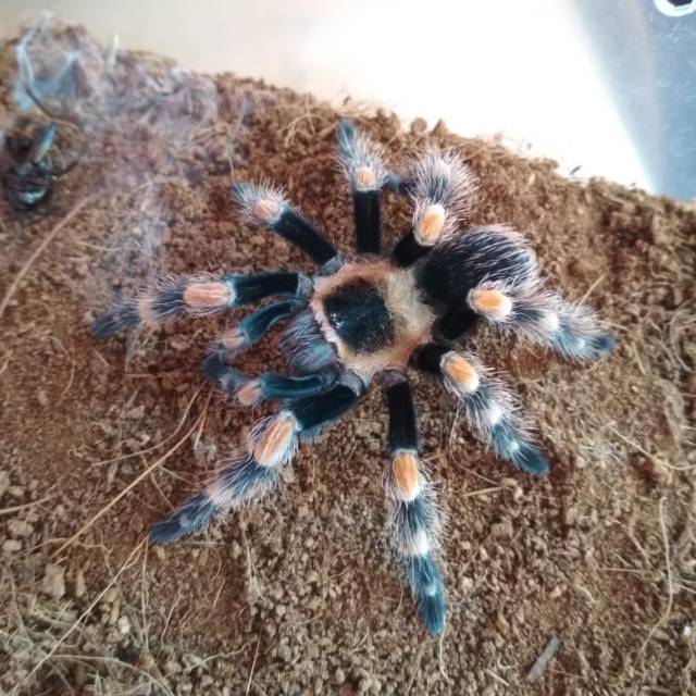 Jual Tarantula Jenis Brachypelma smithi | Shopee Indonesia
