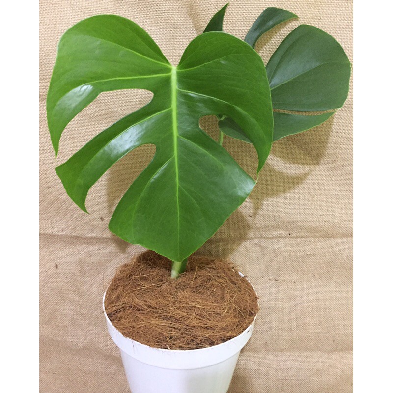 Jual MONSTERA include pot putih daun MULUS | Shopee Indonesia