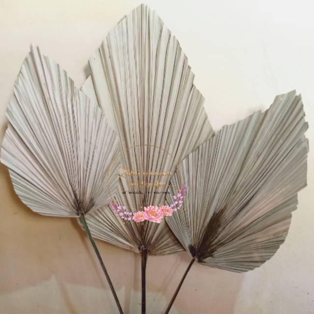 Jual Daun palm warna natural | hiasan rustic | palm rustic | palm ...