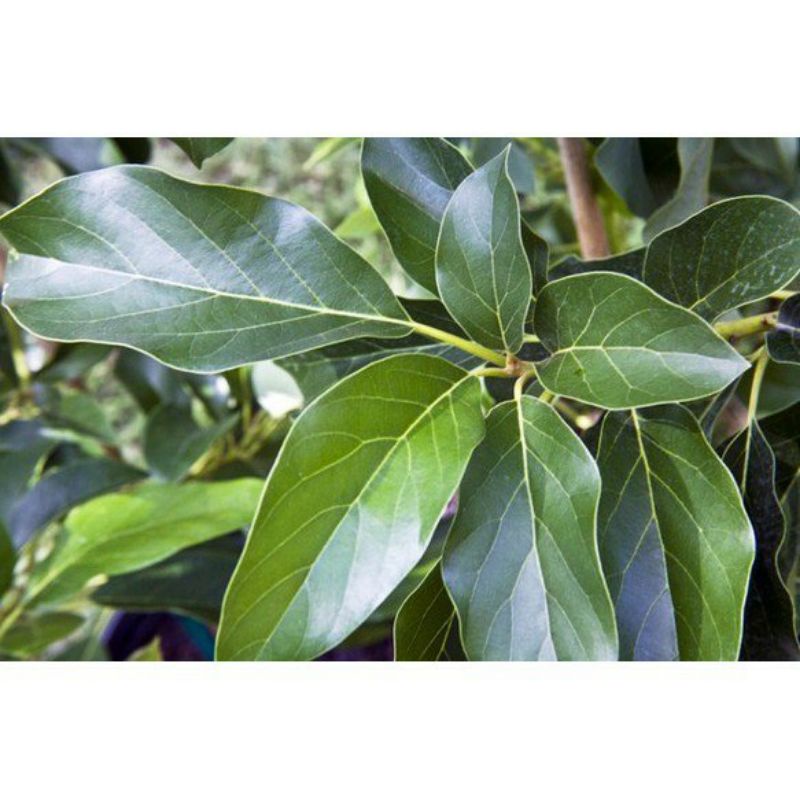 Jual 25 LEMBAR DAUN ALPUKAT SEGAR/FRESH | Shopee Indonesia
