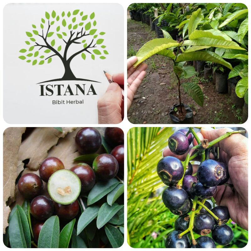 Jual Bibit gowok bibit tanaman buah gowok bibit pohon gowok bibit ...