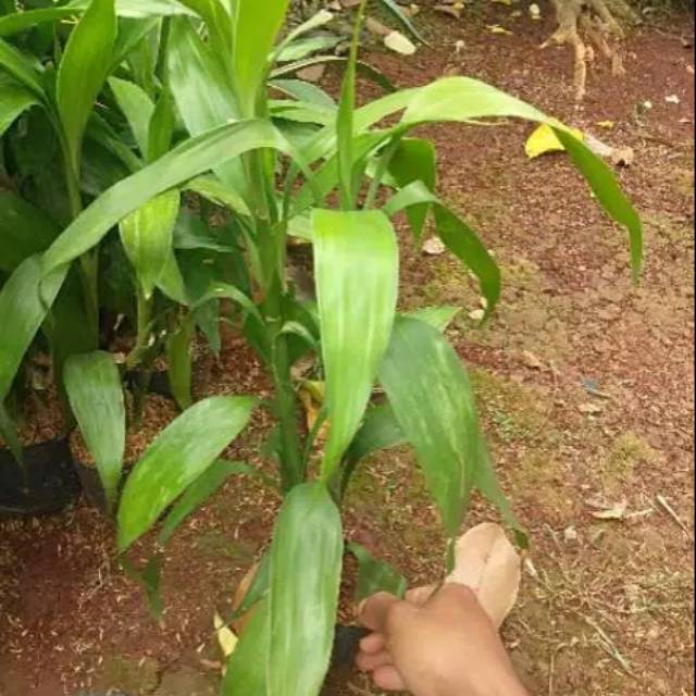 Jual Pohon Sri rejeki / tanaman bambu hoki | Shopee Indonesia