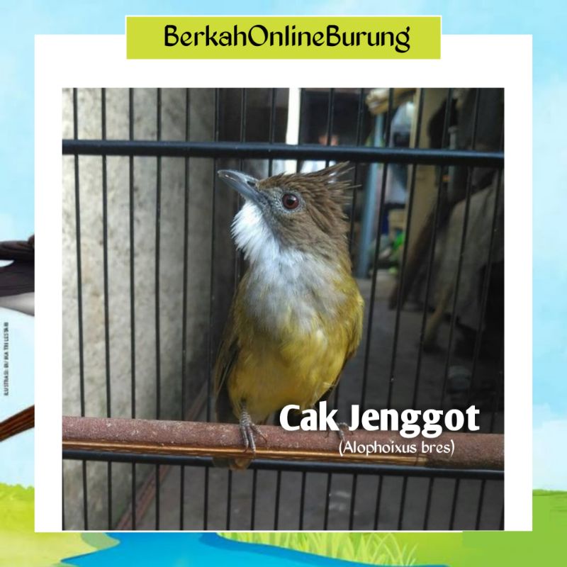 Jual Burung Cak jenggot Jantan Bahan Rawatan atau Cucak Jenggot Pilihan ...