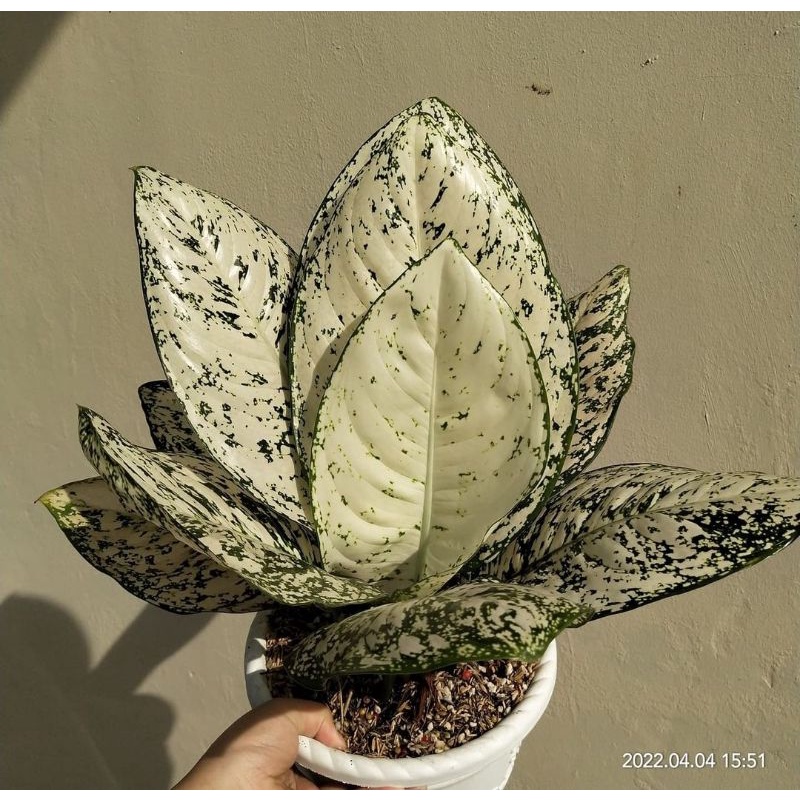 Jual Aglonema Siam Paragon / Tanaman hias bunga aglonema aglaonema Siam ...