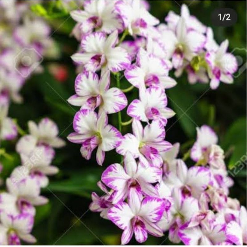 Jual anggrek (anggrek mini) | Shopee Indonesia