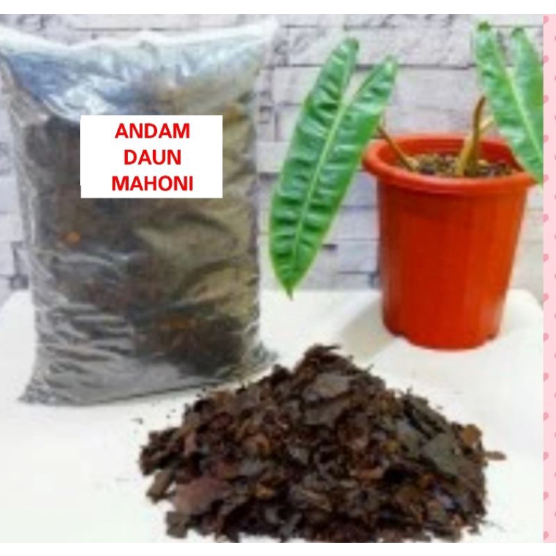 Jual MEDIA TANAM ANDAM DAUN JATI DAUN MAHONI DAUN BAMBU 1 KG | Shopee ...