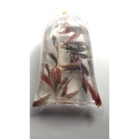 Jual Ikan mas perkantong isi 13ekor pakan predator | Shopee Indonesia
