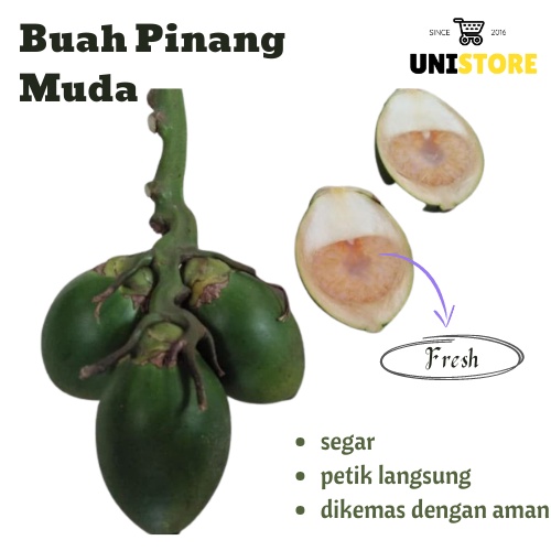 Jual Buah Pinang Muda Segar Jambe Nom Herbal Perkasa | Shopee Indonesia