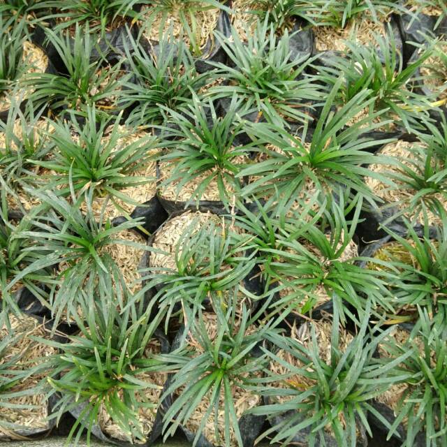 Jual Paket 50 pcs tanaman kucai mini - rumput kucai mini | Shopee Indonesia