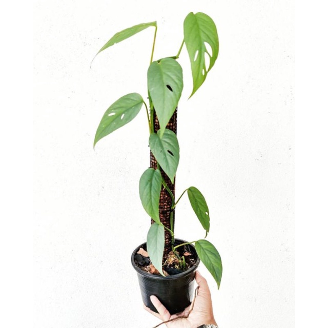 Jual Tanaman hias philodendron cebu blue / epipremnum cebu blue ...