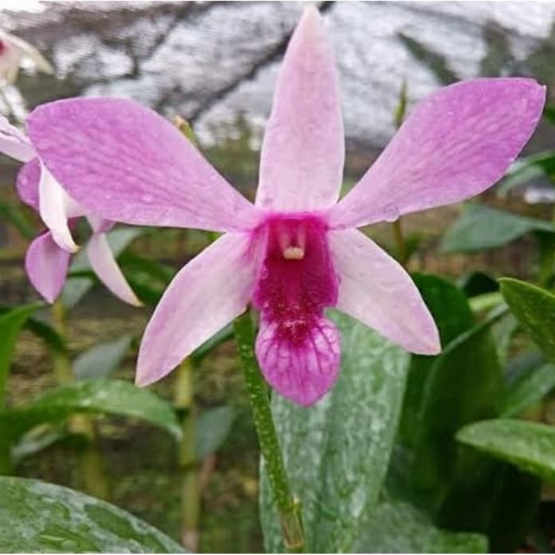 Jual anggrek dendrobium caesar ciad | Shopee Indonesia