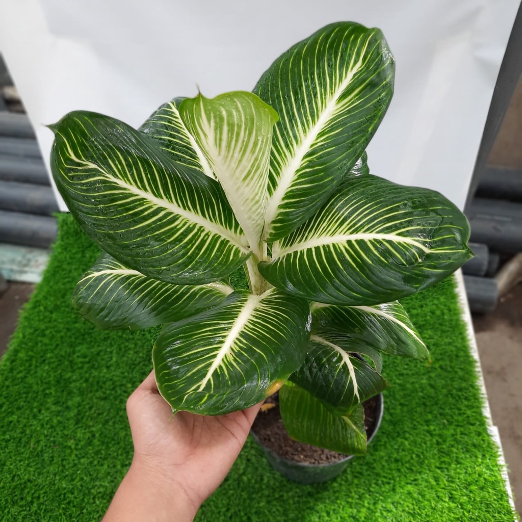 Jual Dieffenbachia Gurita Tanaman Hias Dieffen Gurita Diven Gurita Lokal Remaja BUKAN bonggol ...