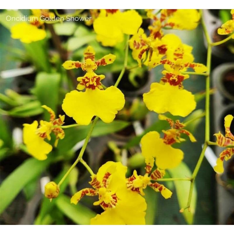 Jual Anggrek Oncidium Golden Shower | Shopee Indonesia