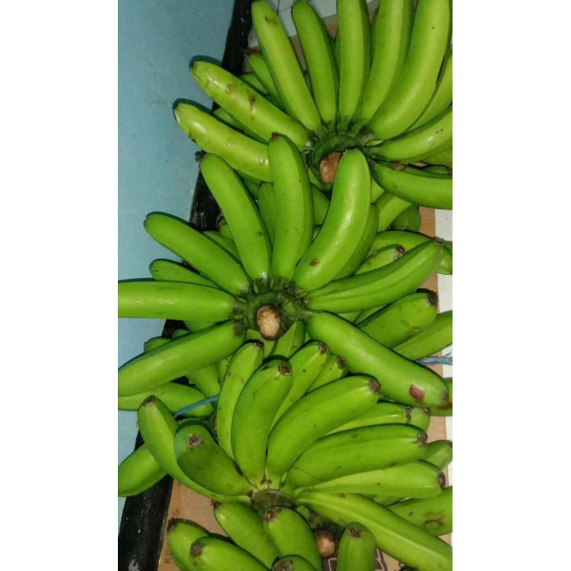 Jual Pisang Goroho khas Kotamobagu Sulut | Shopee Indonesia