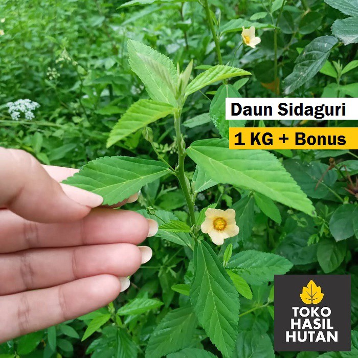 Jual 200 gram Daun Sidaguri Segar / Daun Seleguri / Daun Saguri | Toko ...