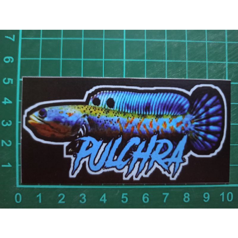 Jual STIKER JENIS CHANNA PULCHRA | Shopee Indonesia