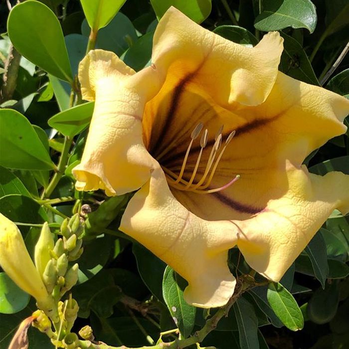 Jual Tanaman Rambat CANGKIR MAS - Solandra Grandiflora | Shopee Indonesia