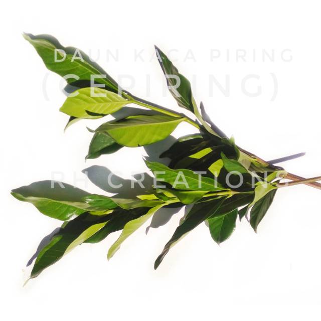 Jual Daun Kaca piring / Cepiring | Shopee Indonesia