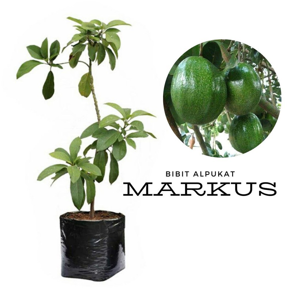 Jual SIAP BERBUAHBibit Tanaman Buah Alpukat Markus tinggi 40-60cm ...