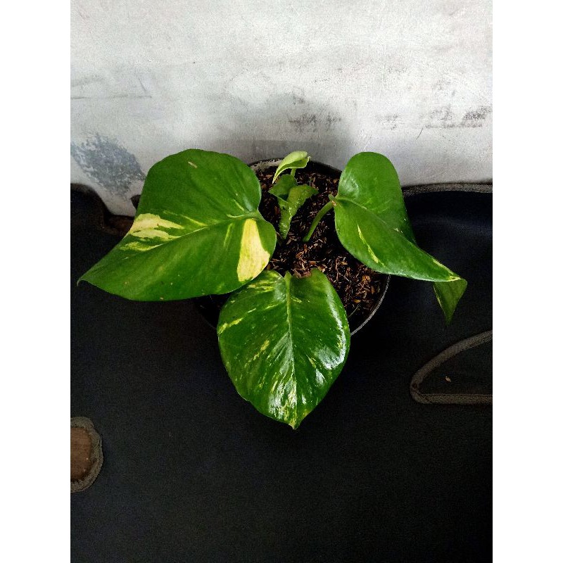 Jual tanaman hias sri gading daun besar | Shopee Indonesia