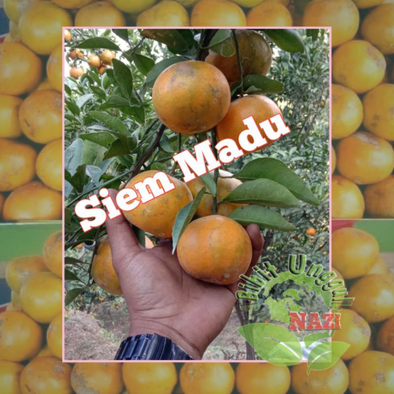 Jual Bibit jeruk siem madu bisa berbuah dalam pot (tabulampot) | Shopee Indonesia
