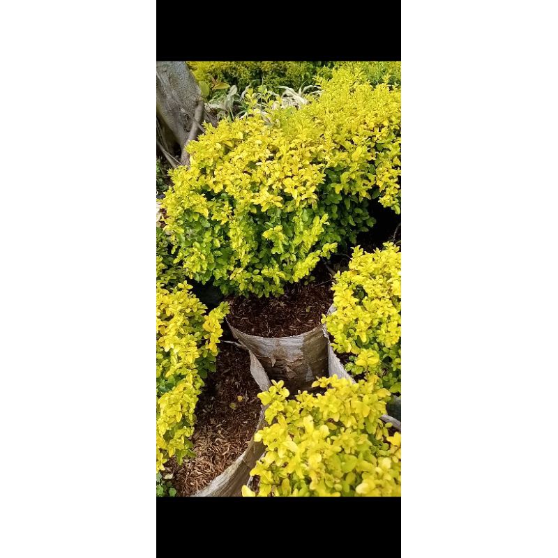 Jual tanaman hias lagestrum kuning | Shopee Indonesia