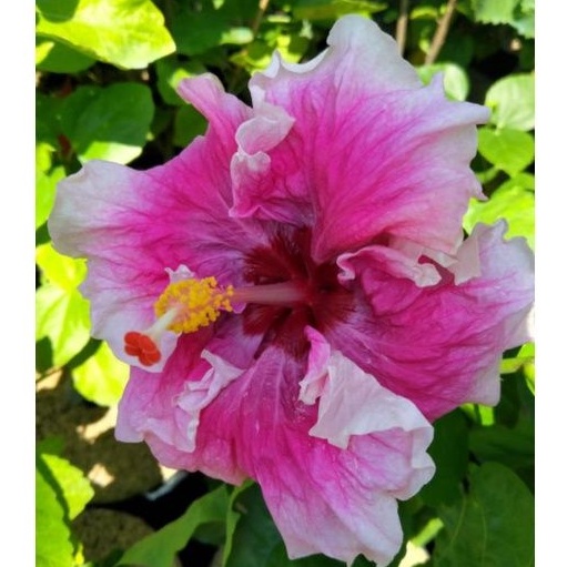 Jual Tanaman hias bunga sepatu warna baru Flamingo Bloom & bunga hias ...