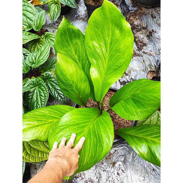 Jual Anthurium Jemani Cobra Calon Indukan / Anthurium Cobra / Tanaman ...