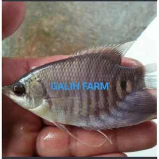 Jual Bibit Ikan Gurame Terlengkap & Harga Terbaru November 2024 ...