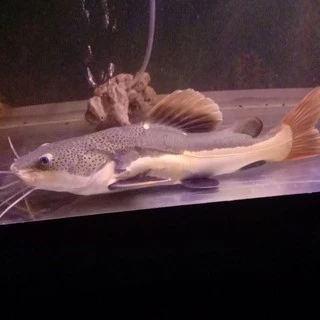 Jual Ikan RTC Terlengkap & Harga Terbaru Juni 2024 | Shopee Indonesia