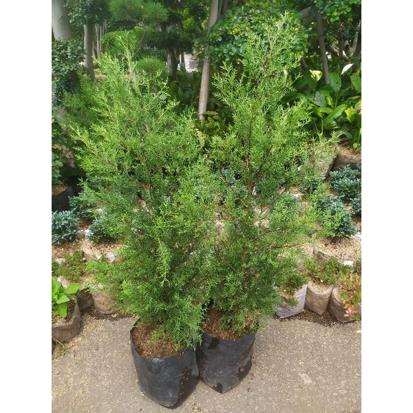 Jual Tanaman hias cemara wangi (cemara rentes) | Shopee Indonesia