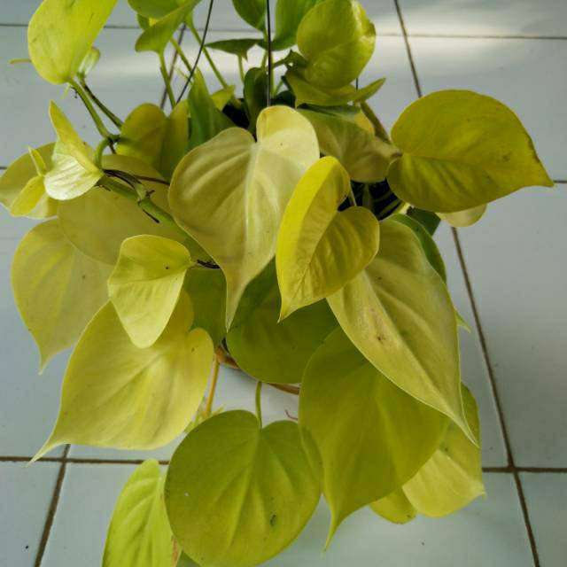 Jual Tanaman Hias Srigading Lemon Daun Rimbun Sirih Gading ( BUKAN ...