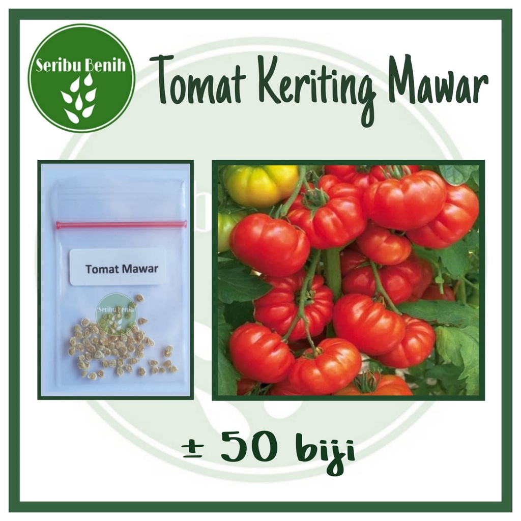 Jual 50 Benih Tomat Keriting Mawar Bintang Asia - Bibit Tomat Chery ...