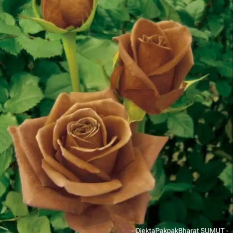 Jual Bunga Mawar Coklat Chocolate Rose Sudah ada akar dan daun bukan ...