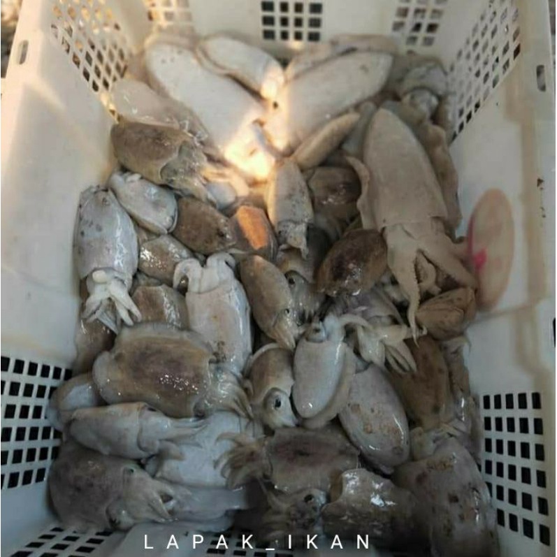 Jual Cumi Balakutak Segar 1~Kilogram | Shopee Indonesia