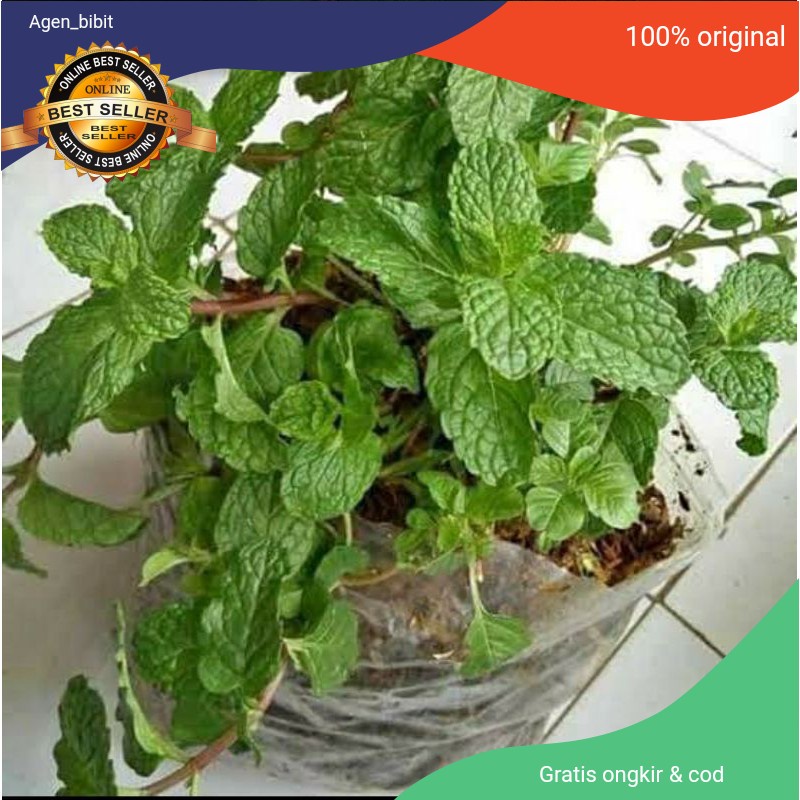 Jual Tanaman Mint Bibit Tanaman Spearmint Mentha Tanaman Daun Mint ...