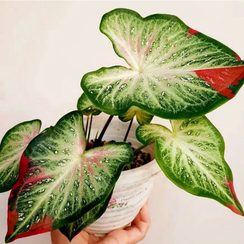 Jual Caladium Shy Cool / bunga keladi / tanaman hias keladi murah ...