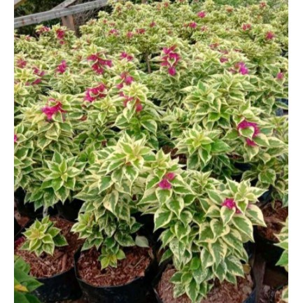 Jual Murah Tanaman Bougenville Varigata Bibit Bunga Bougenville