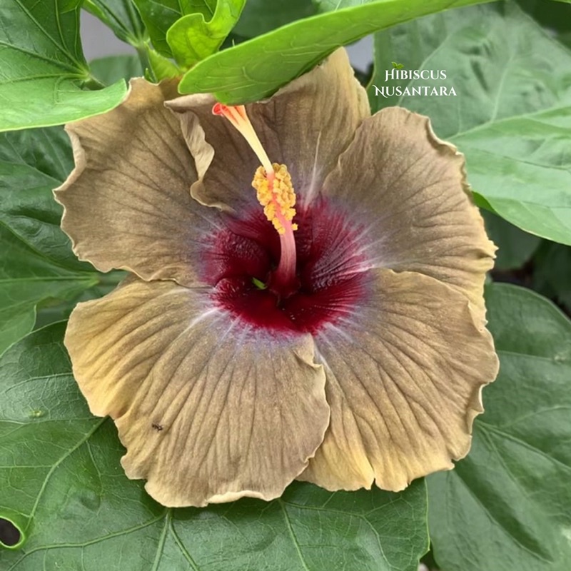 Jual Tanaman Hibiscus Center Of Earth Panas Outdoor Coklat Hibiscus ...