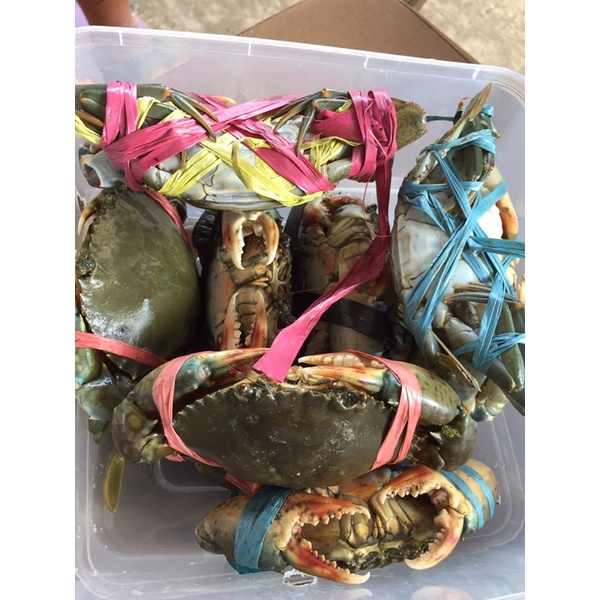 Jual Kepiting bakau frozen 1 kg | Shopee Indonesia