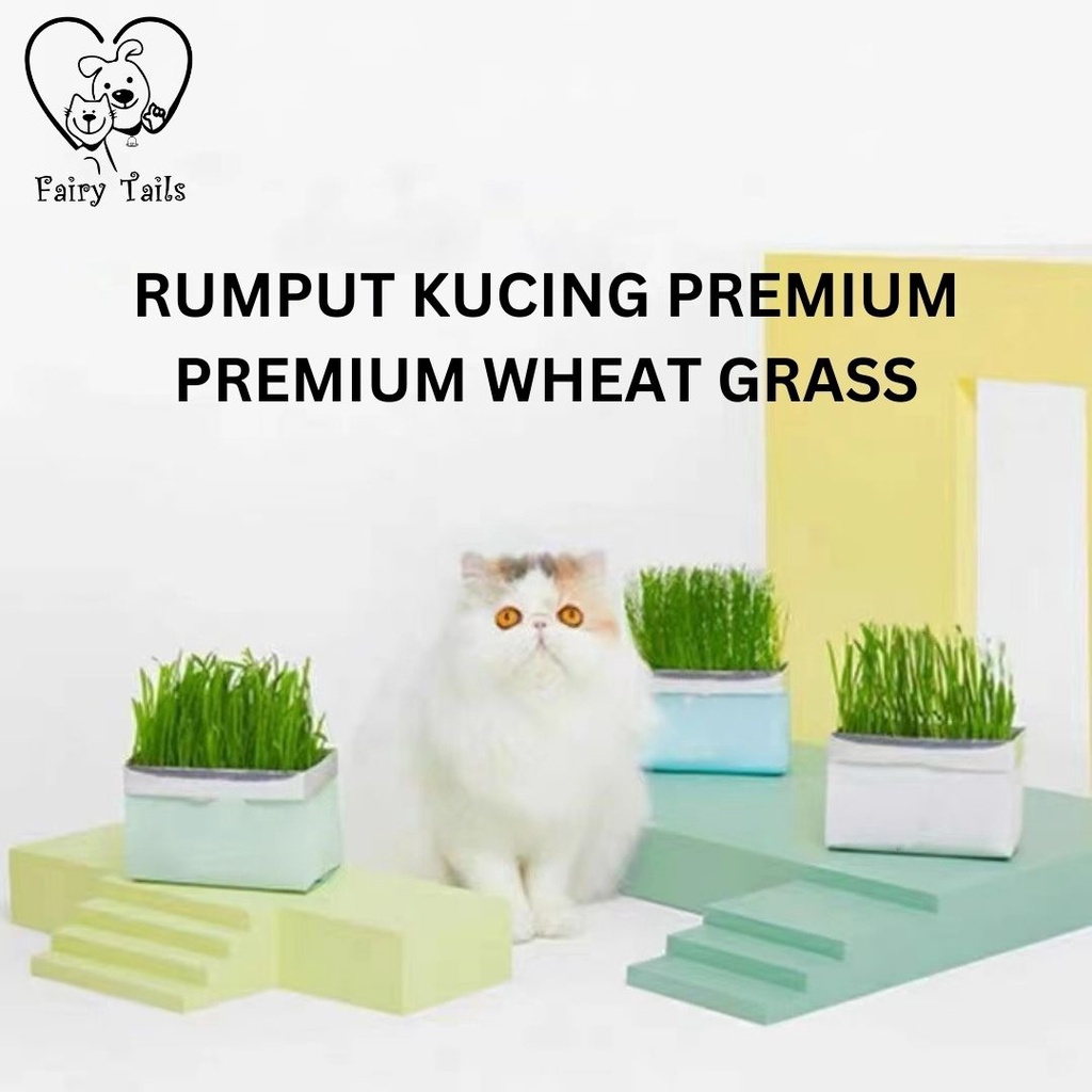Jual Rumput Untuk Kucing Premium Benih Gandum Organik Langsung Tanam ...