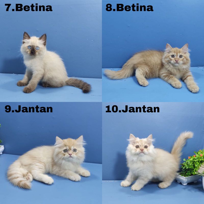 Jual kucing persia himalaya ragdoll bonus makanan | Shopee Indonesia